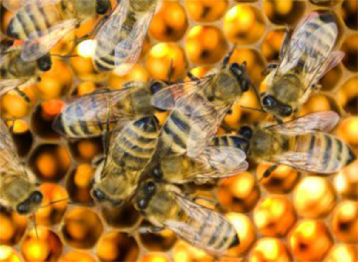 Monoculture and it’s impact on the bees – Save The Bees Concert