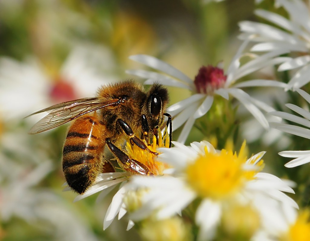 ‘Because Insects Are Key to Our Own Survival,’ 73 Scientists Unveil ...